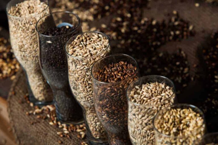 Fare la birra in casa: il malto e gli altri cereali fermentabili